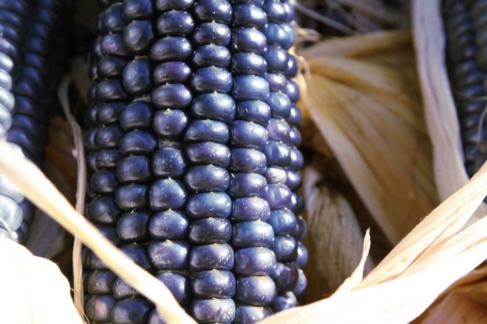 Propiedades del maíz y el maíz azul - Atenea Parafarmacia Bio