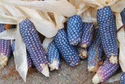 Propiedades del maíz y el maíz azul - Atenea Parafarmacia Bio